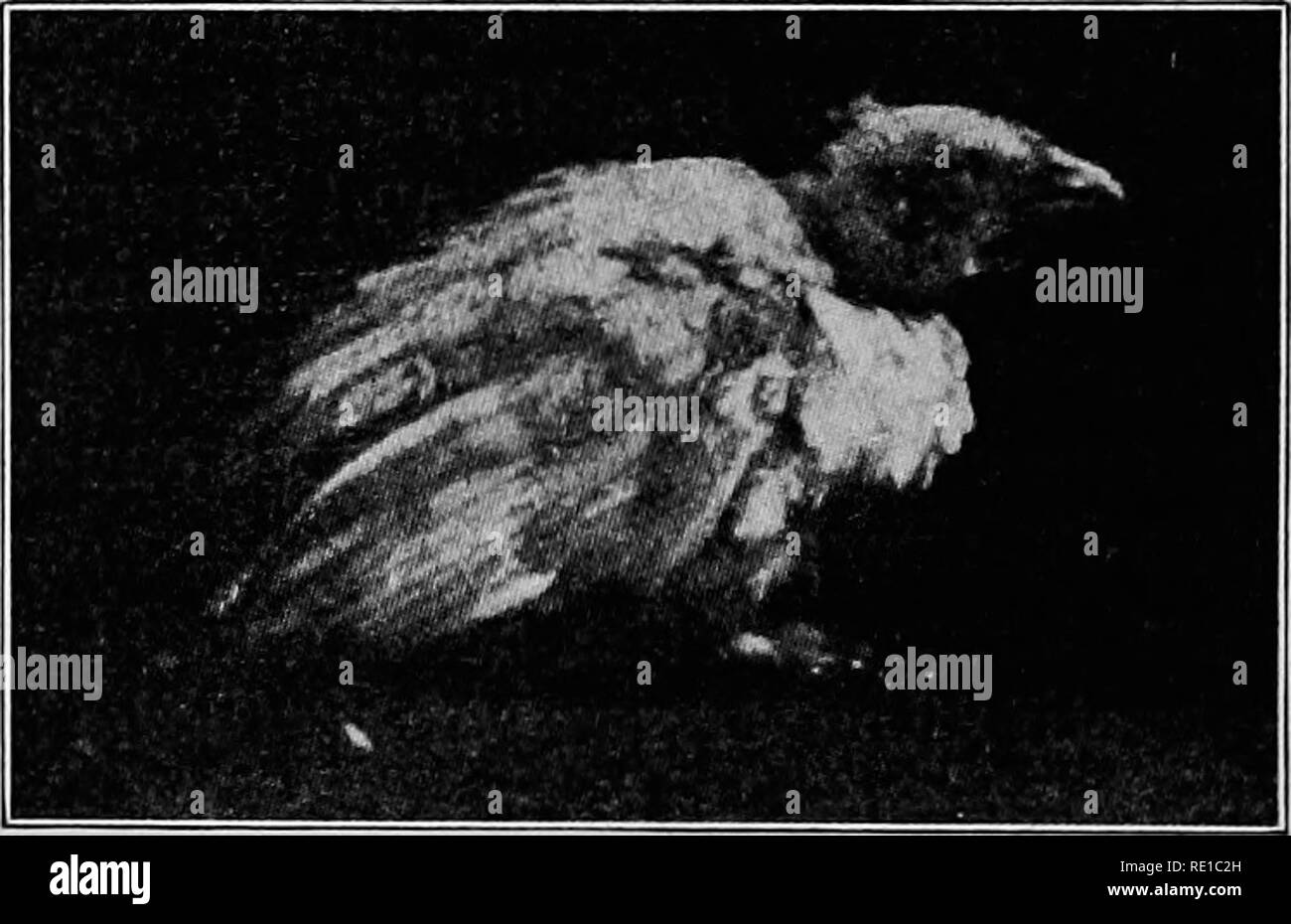 . Poultry diseases and their treatment. Poultry. Fig. 45. Obstruction ...