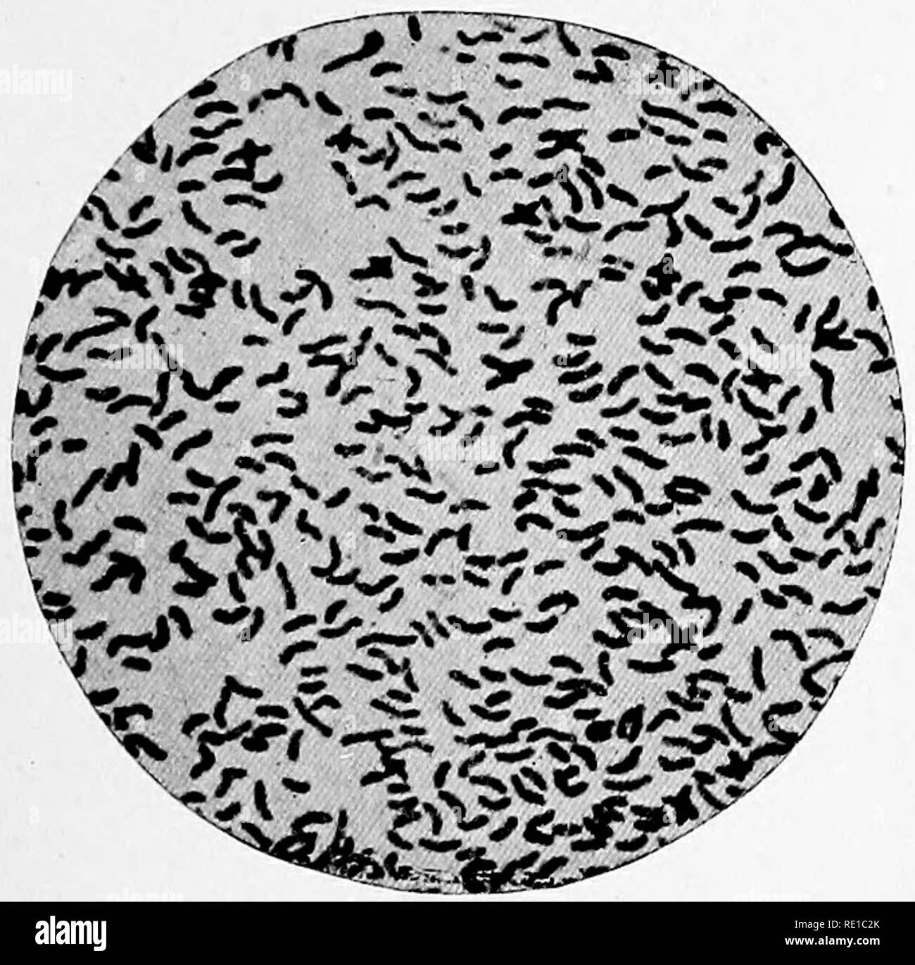 Cholera hospital Black and White Stock Photos & Images - Alamy