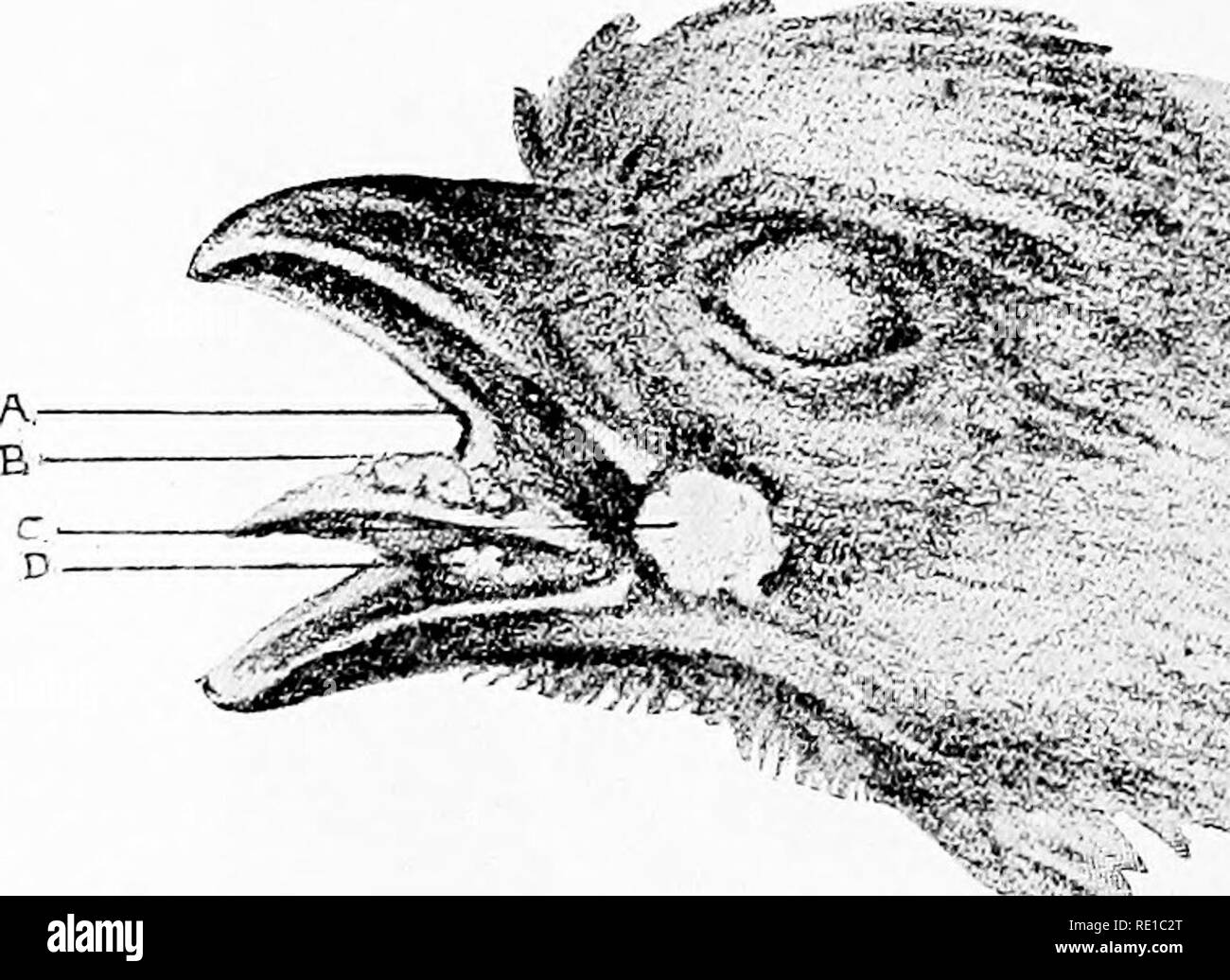 . Poultry diseases and their treatment. Poultry. Fig. 20. A section of ...