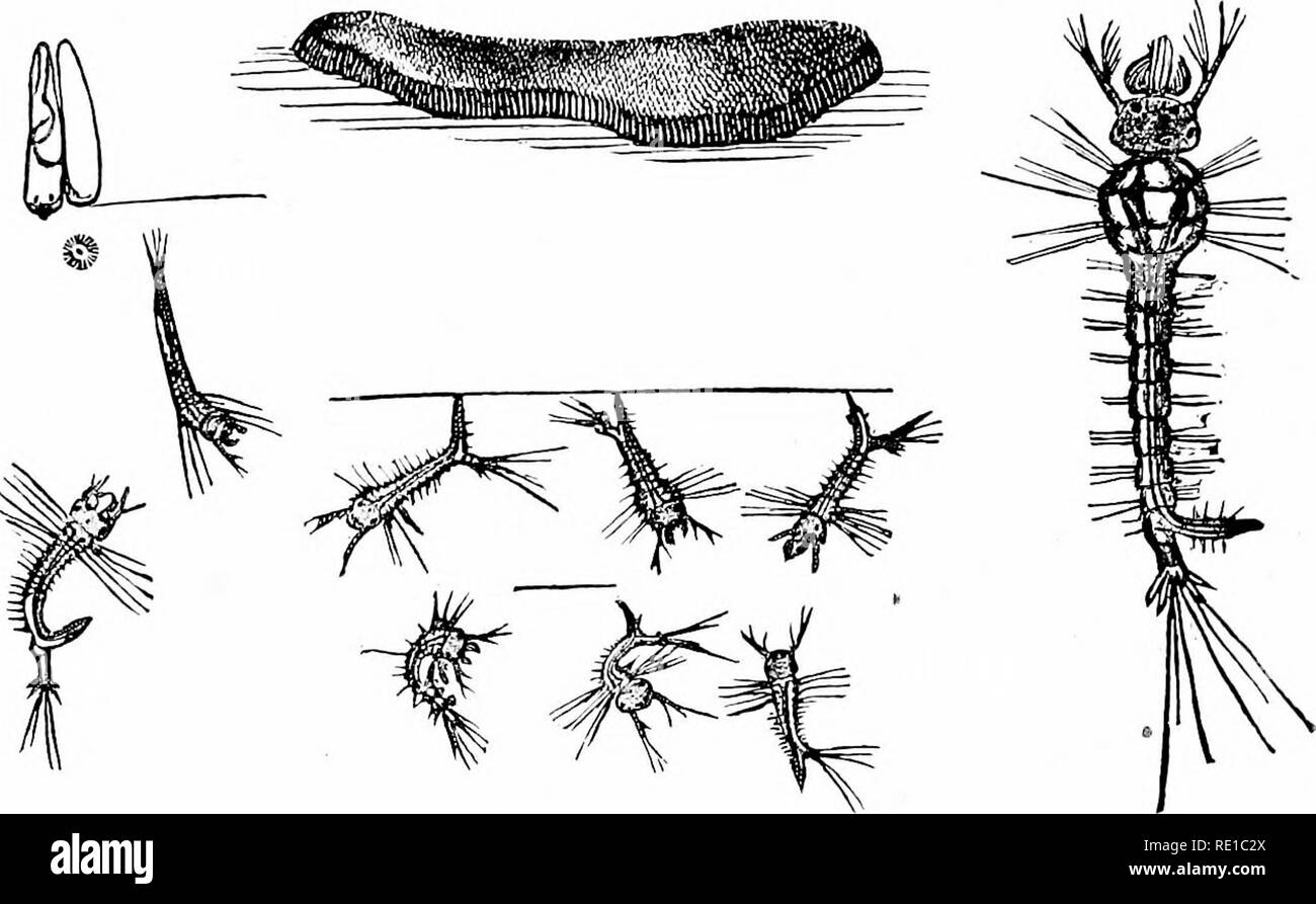 . Parasites and parasitosis of the domestic animals : the zoo?logy and ...