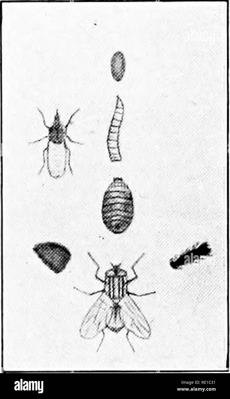 Parasitism Examples Of Animals For Kids Tardigrade