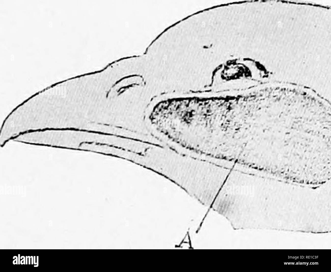 . Poultry diseases and their treatment. Poultry. ..^-'. .^ Fig. 17 ...