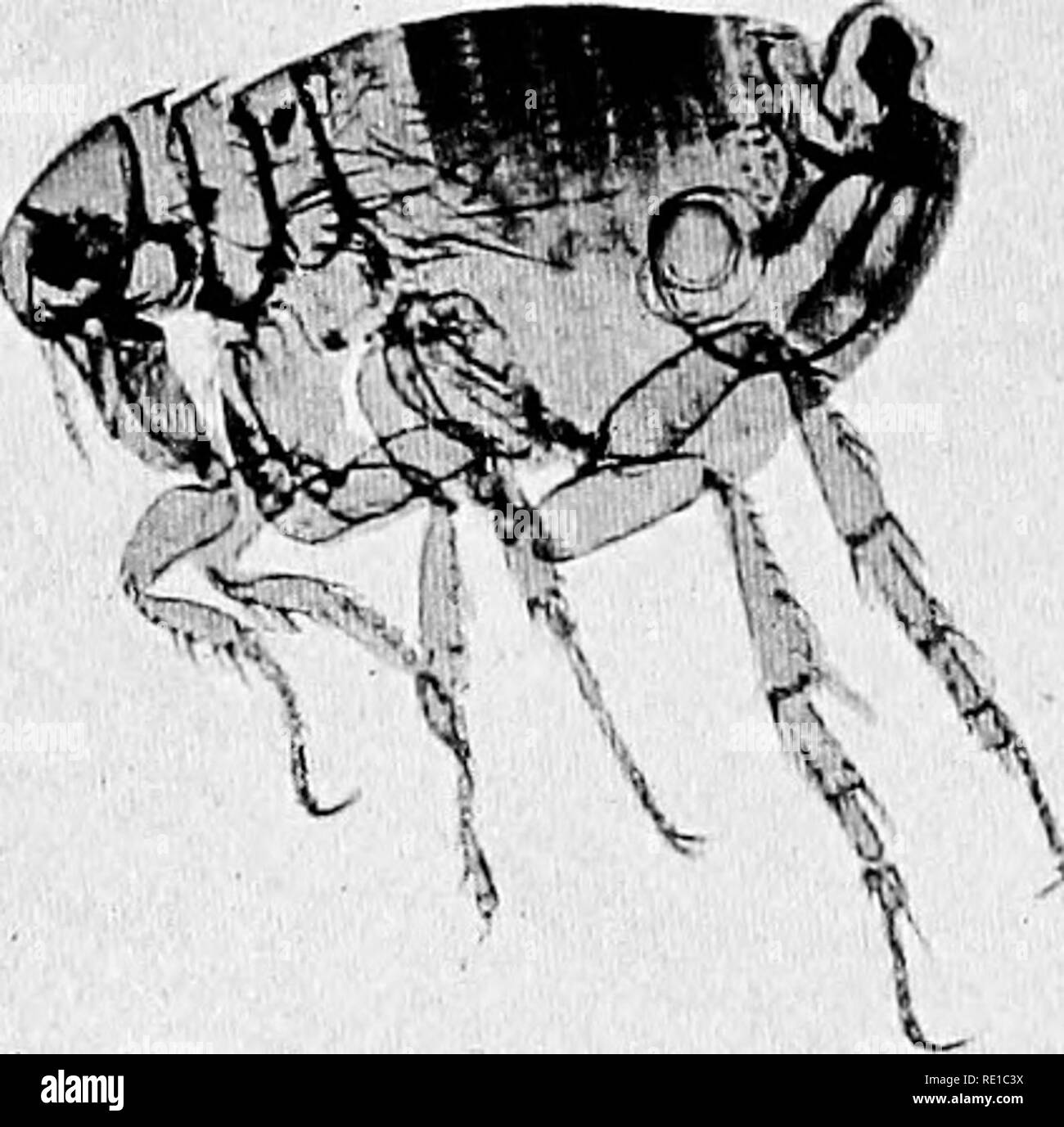 Get rid of cat hi-res stock photography and images - Alamy