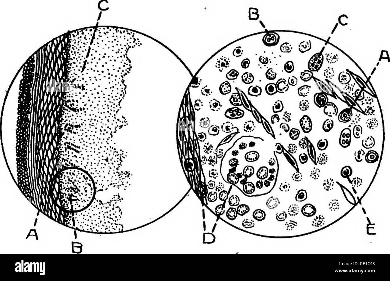 . Poultry diseases and their treatment. Poultry. DISEASES OF THE ...