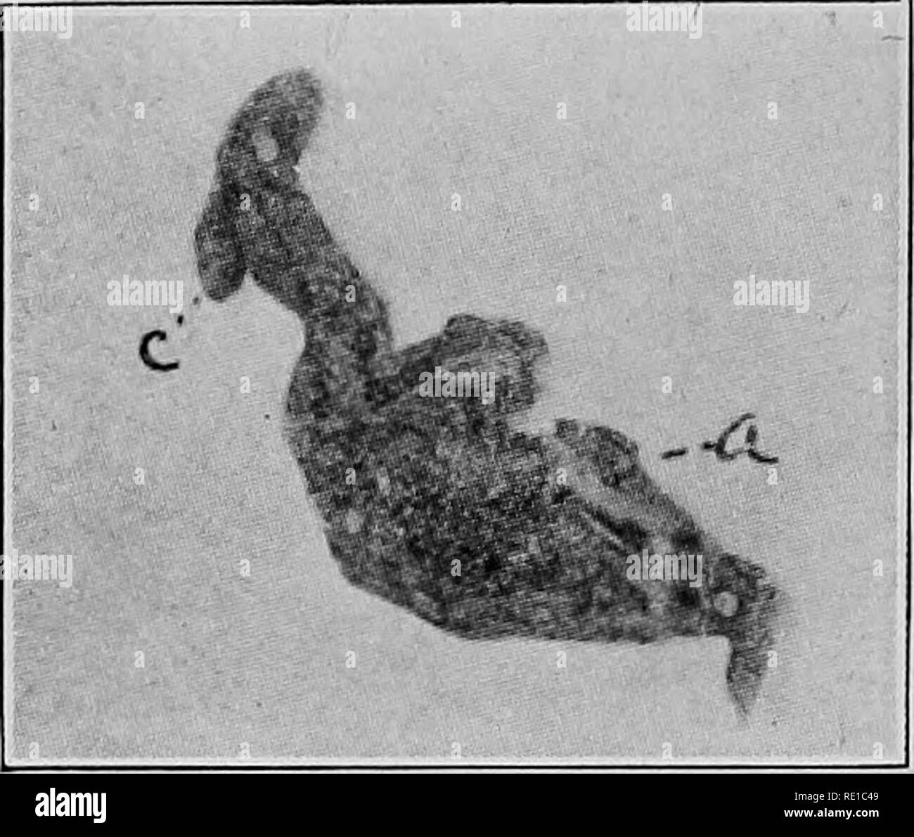 . Poultry diseases and their treatment. Poultry. 90 POULTRY DISEASES ...