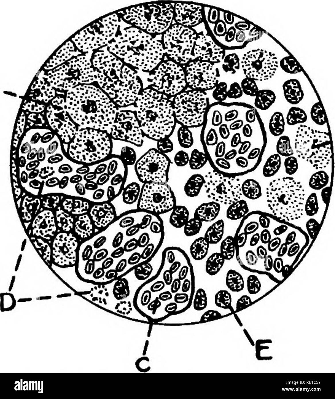 . Poultry diseases and their treatment. Poultry. DISEASES OF THE â ...