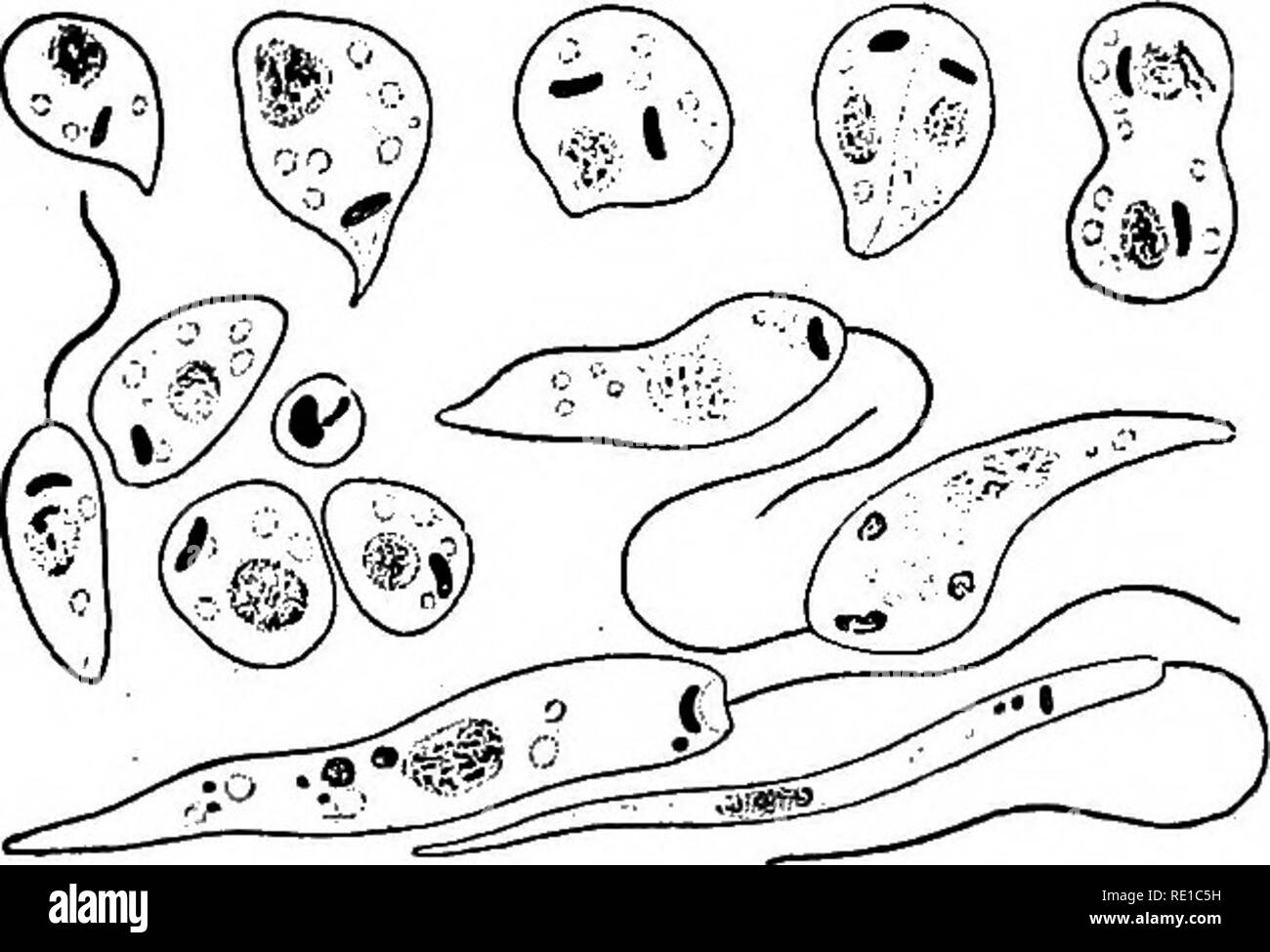 Non Pathogenic Bacteria