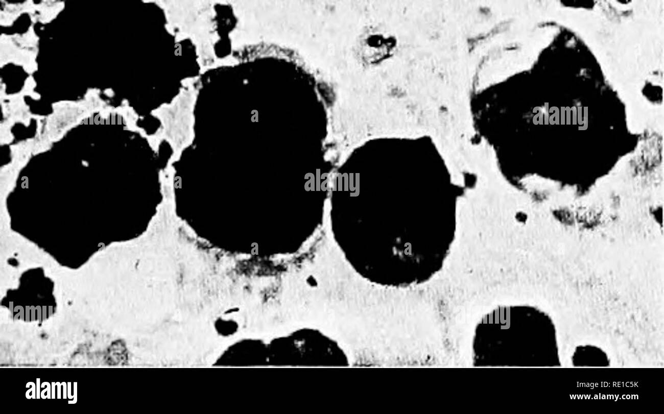 Donovan bodies Black and White Stock Photos & Images - Alamy