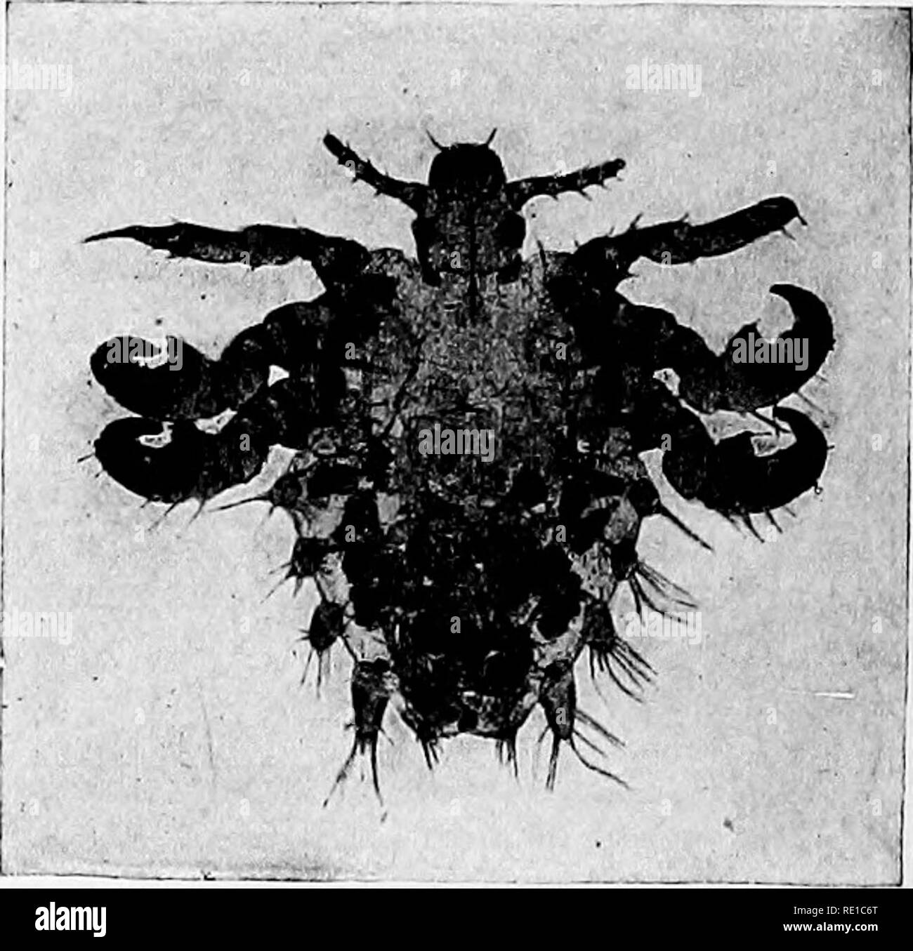 Pubic Lice Bacteria