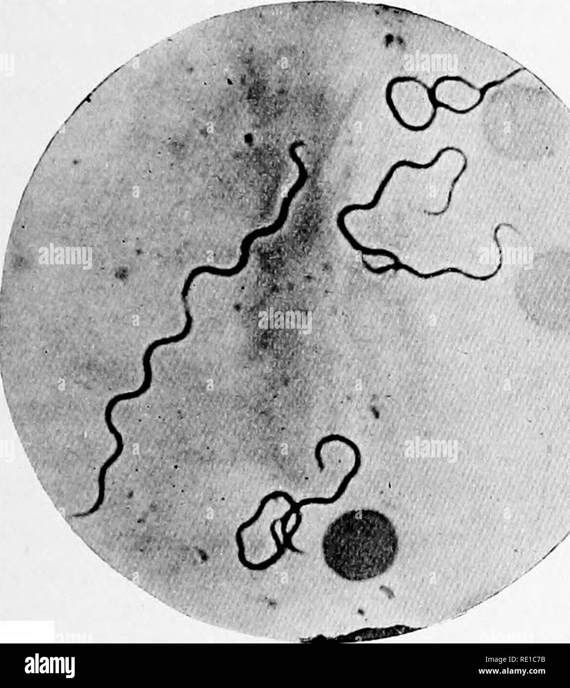 . A text-book upon the pathogenic Bacteria and Protozoa for students of ...