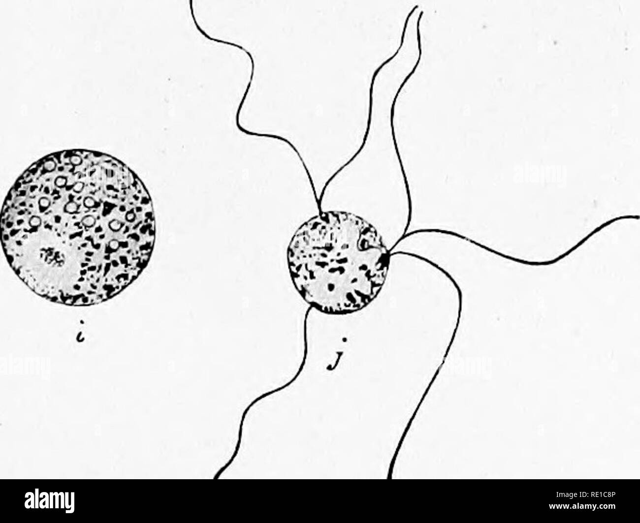 Ovoid bodies hi-res stock photography and images - Alamy