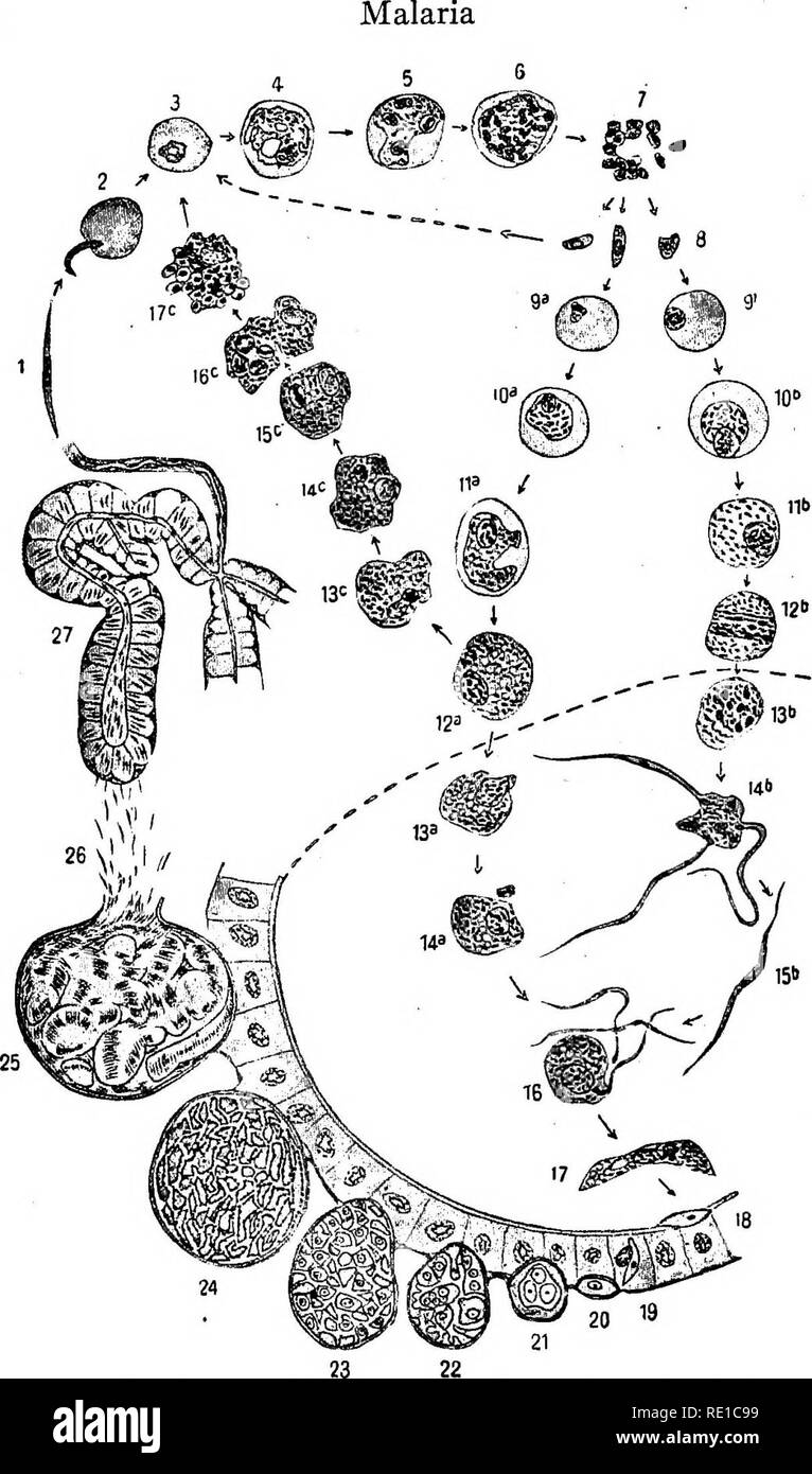 Plasmodium vivax schizont Black and White Stock Photos & Images - Alamy