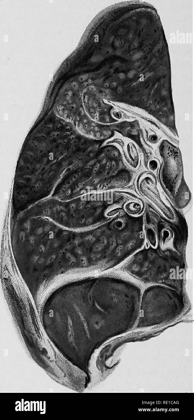 . A text-book upon the pathogenic Bacteria and Protozoa for students of ...