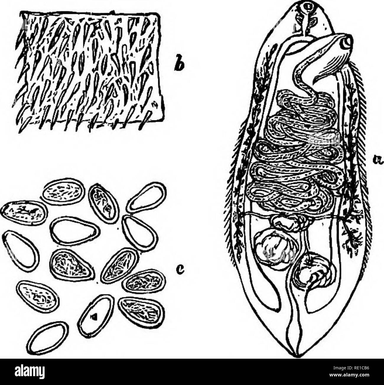 Dog spleen Cut Out Stock Images & Pictures - Alamy