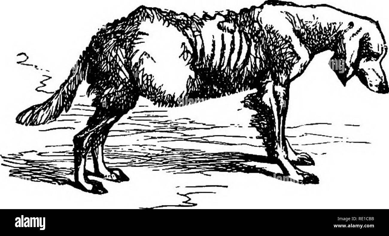 What Does Jaundice Look Like In Dogs