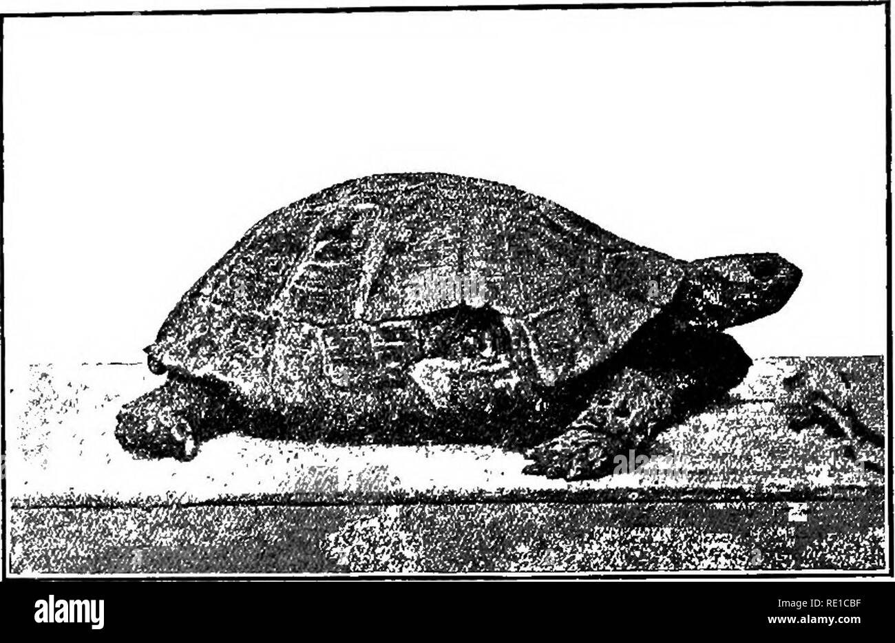 Galapagos tortoises Black and White Stock Photos & Images - Alamy