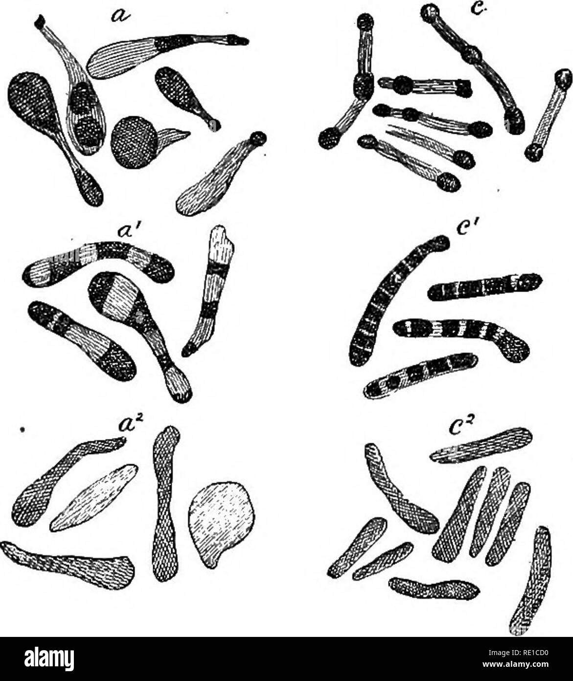 Corynebacterium diphtheriae hi-res stock photography and images - Alamy