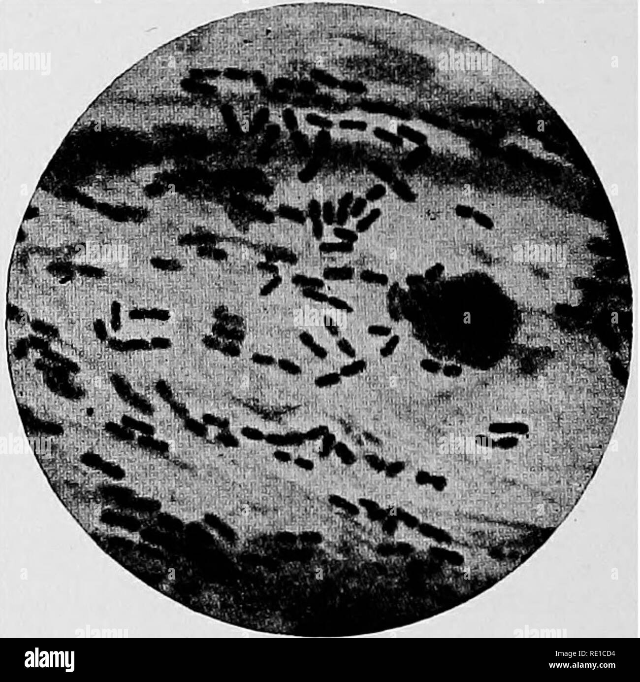 . A text-book upon the pathogenic Bacteria and Protozoa for students of ...