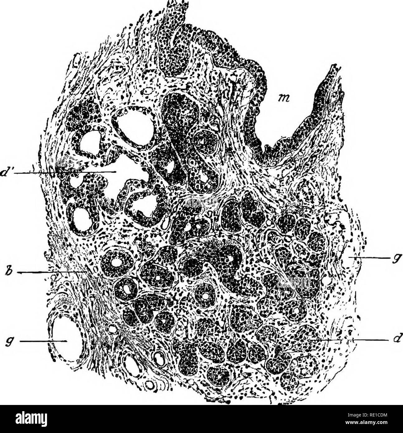 Cells in alveoli Black and White Stock Photos & Images - Alamy