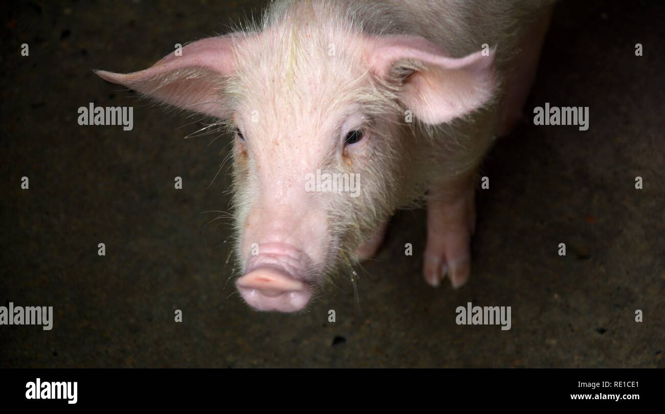 A white color domesticated piggy, piglet ( sus scrofa domesticus ...