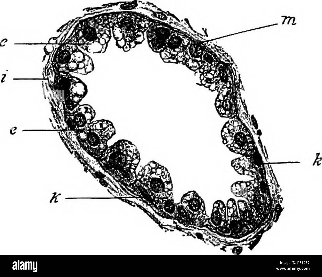 . The physiology of reproduction. Reproduction. LACTATION 559 the ...