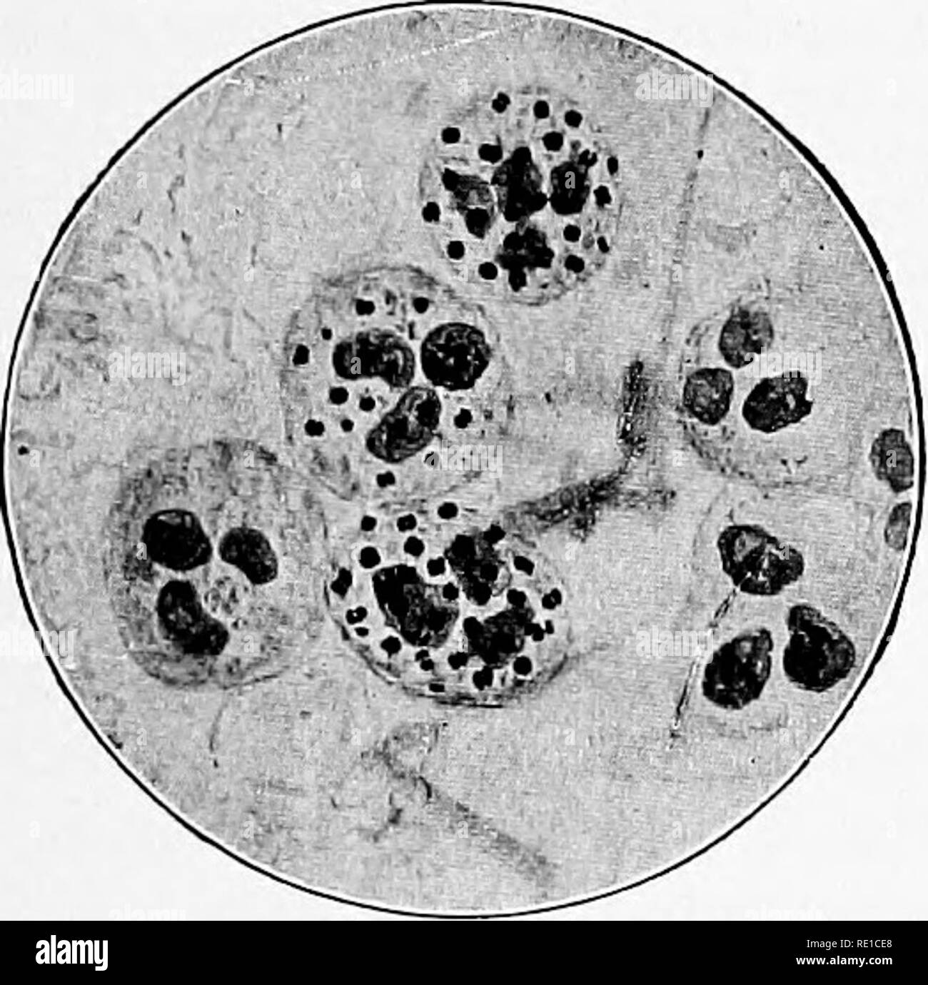 Coccus Bacteria 400x