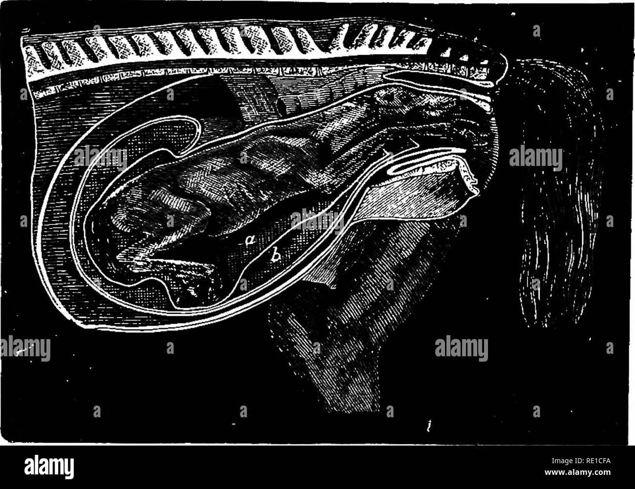 Parturition in animals Black and White Stock Photos & Images - Alamy