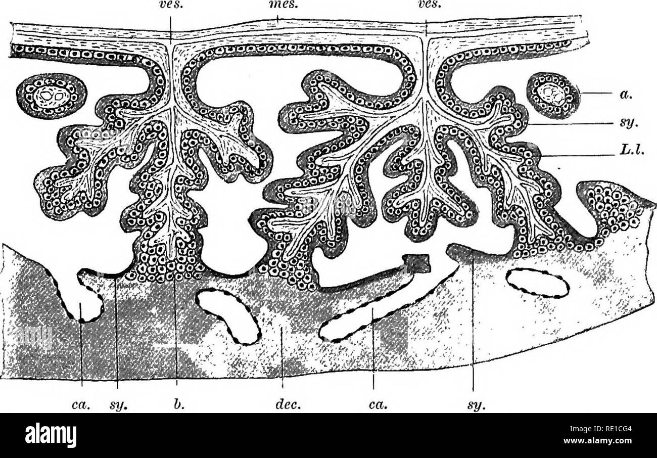 Placenta tissue Black and White Stock Photos & Images - Alamy
