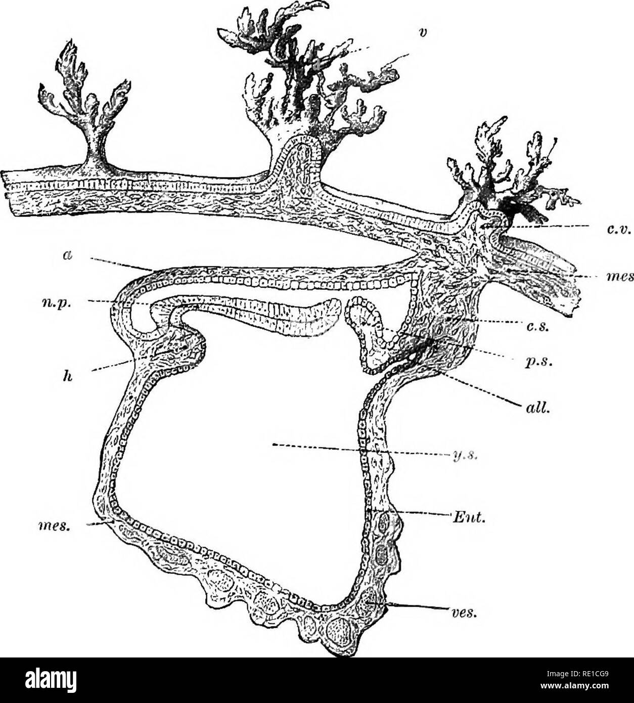 Connecting stalk Black and White Stock Photos & Images - Alamy