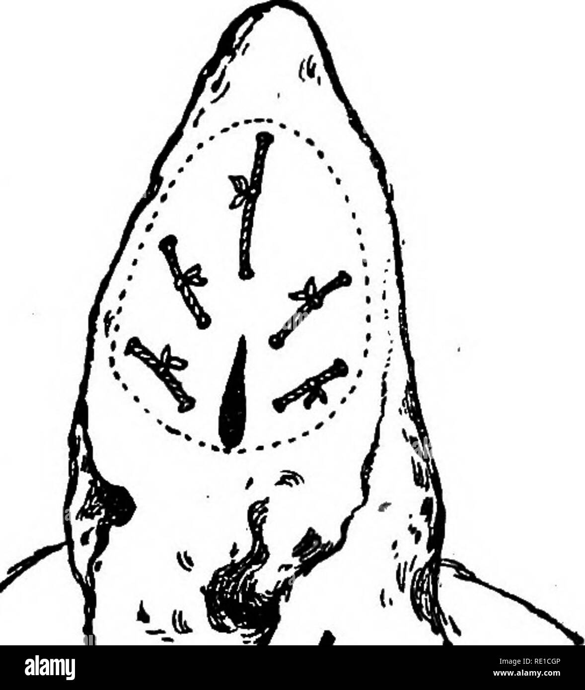 . Surgical diseases and surgery of the dog. Dogs. The Head and Neck 67 ...