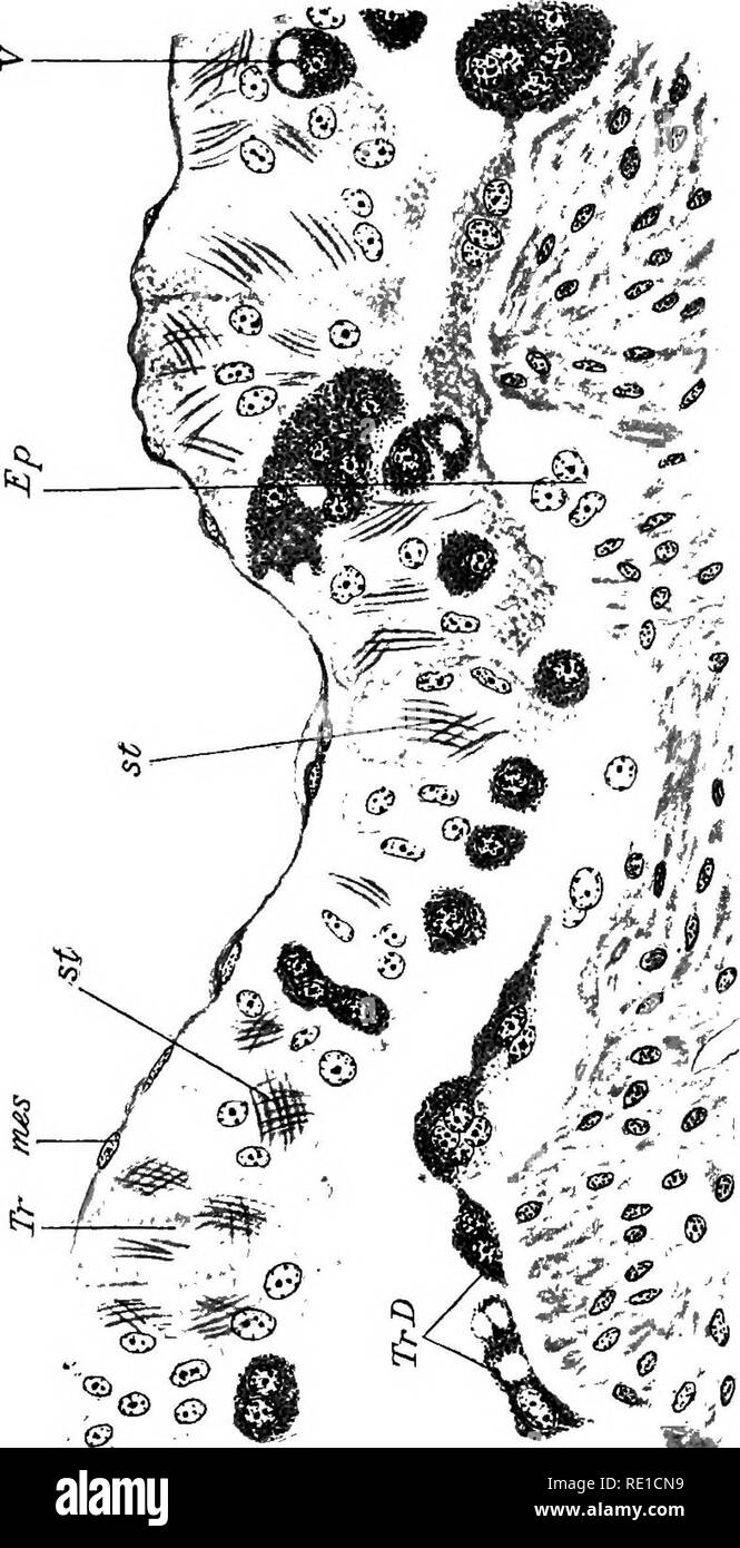 Placenta from cow hi-res stock photography and images - Alamy