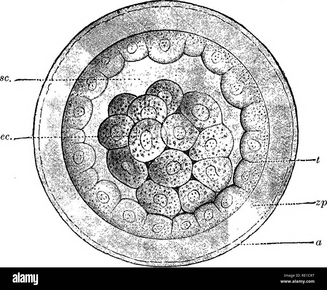 . The physiology of reproduction. Reproduction. 372 THE PHYSIOLOGY OF ...