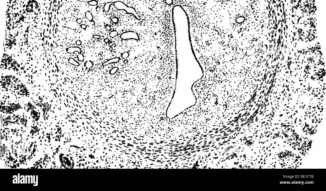 Rat uterus hi-res stock photography and images - Alamy