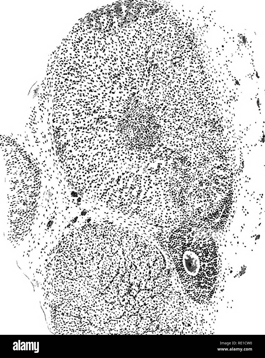 Rat ovary Black and White Stock Photos & Images - Alamy