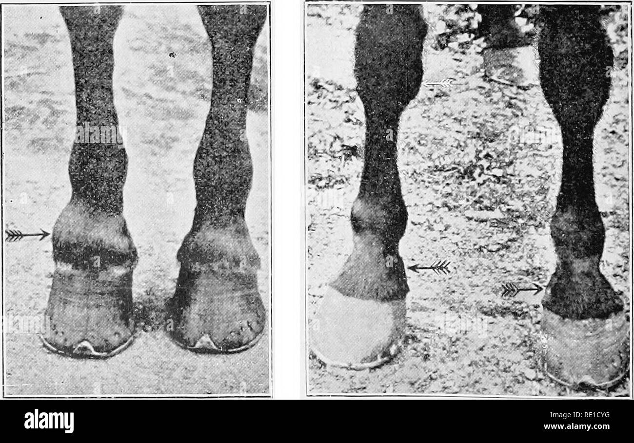 . Veterinary inspection of stallions for government certificate of ...