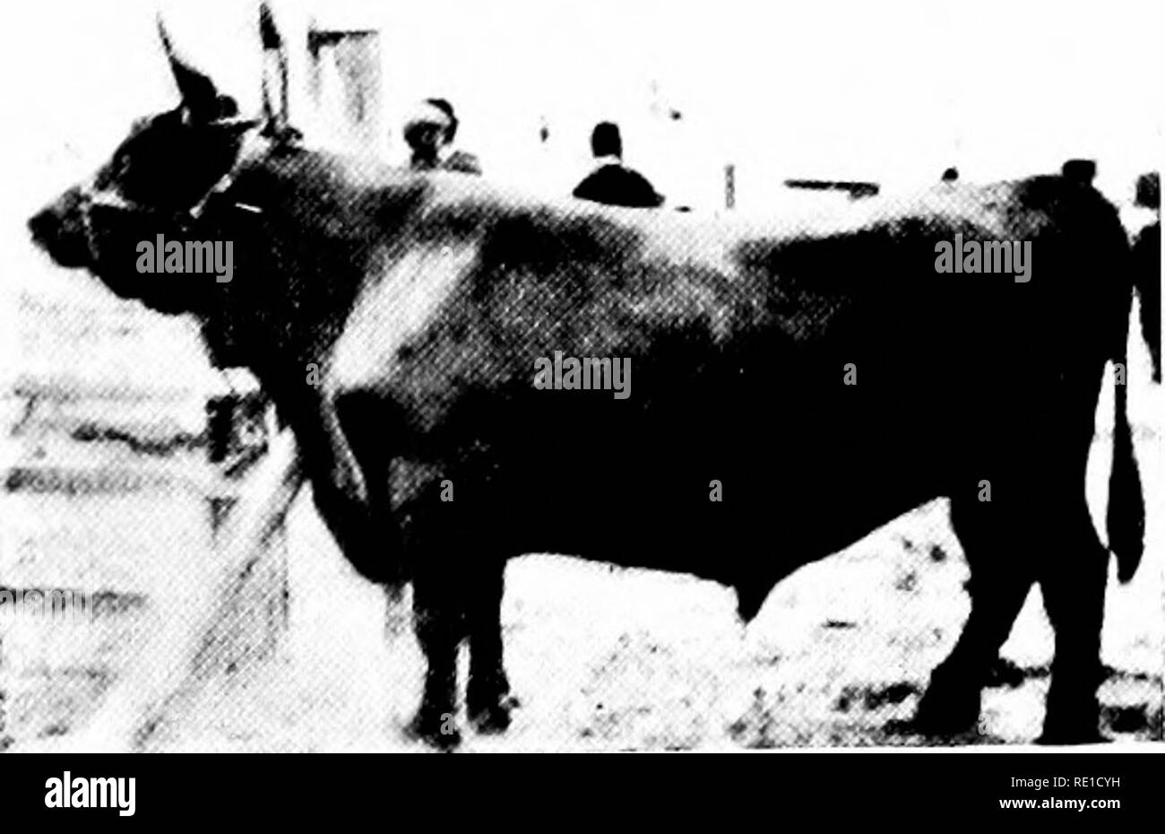 Tronder hi-res stock photography and images - Alamy