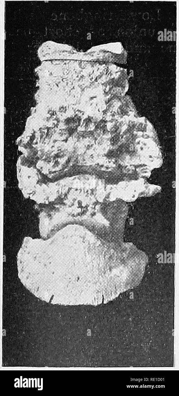 Short Pastern Bone High Resolution Stock Photography and Images - Alamy