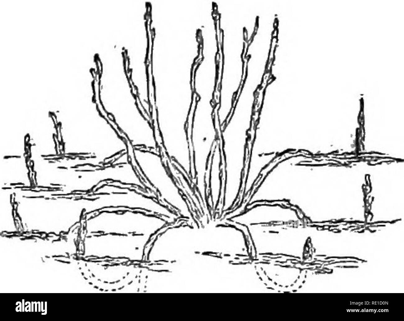 Principal moss High Resolution Stock Photography and Images - Alamy