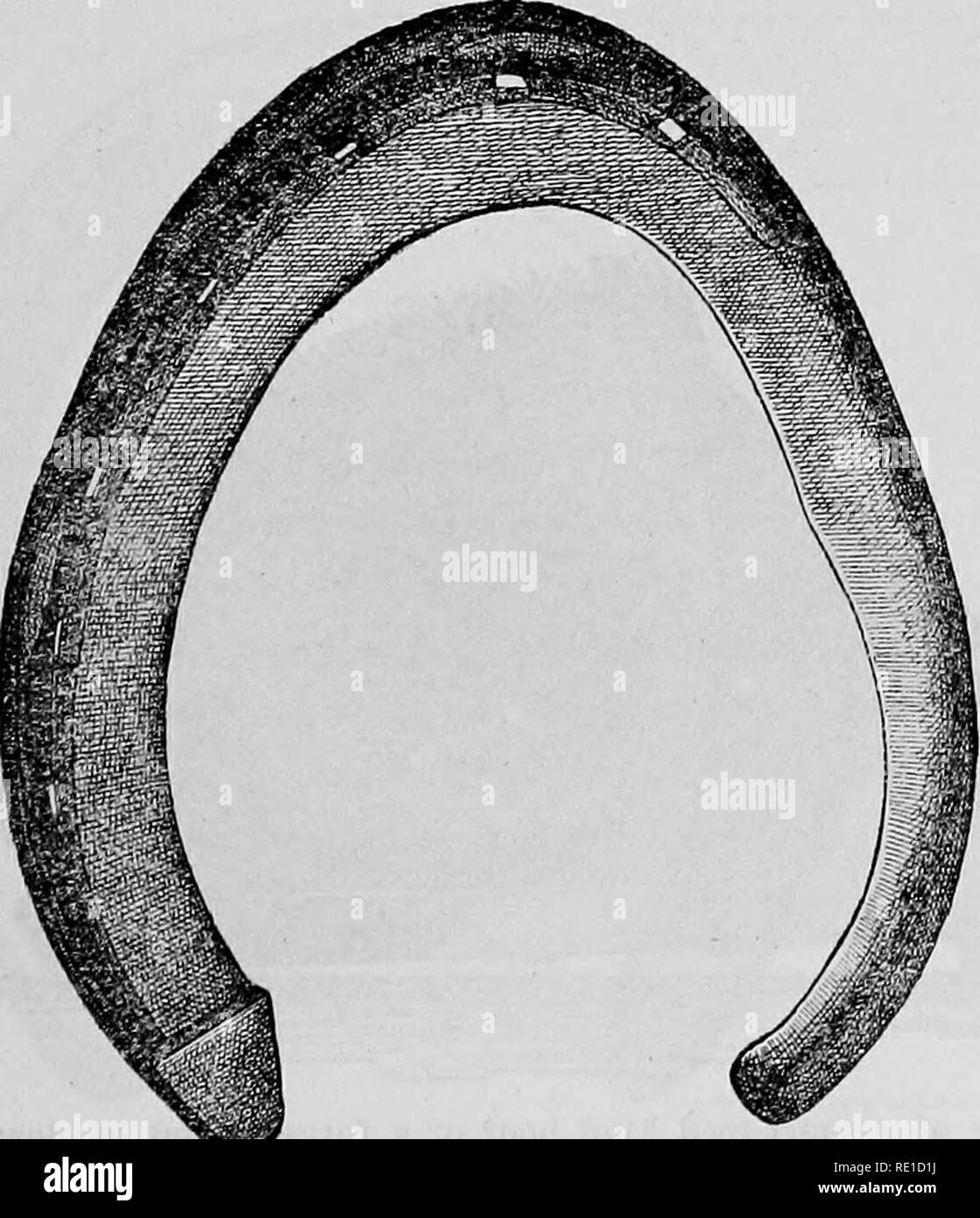 . Special report on diseases of the horse. Horses. Fig. 13.—Hoof ...