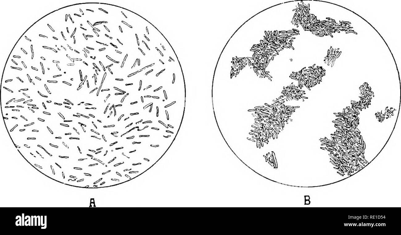 Small bacteria colonies hi-res stock photography and images - Alamy