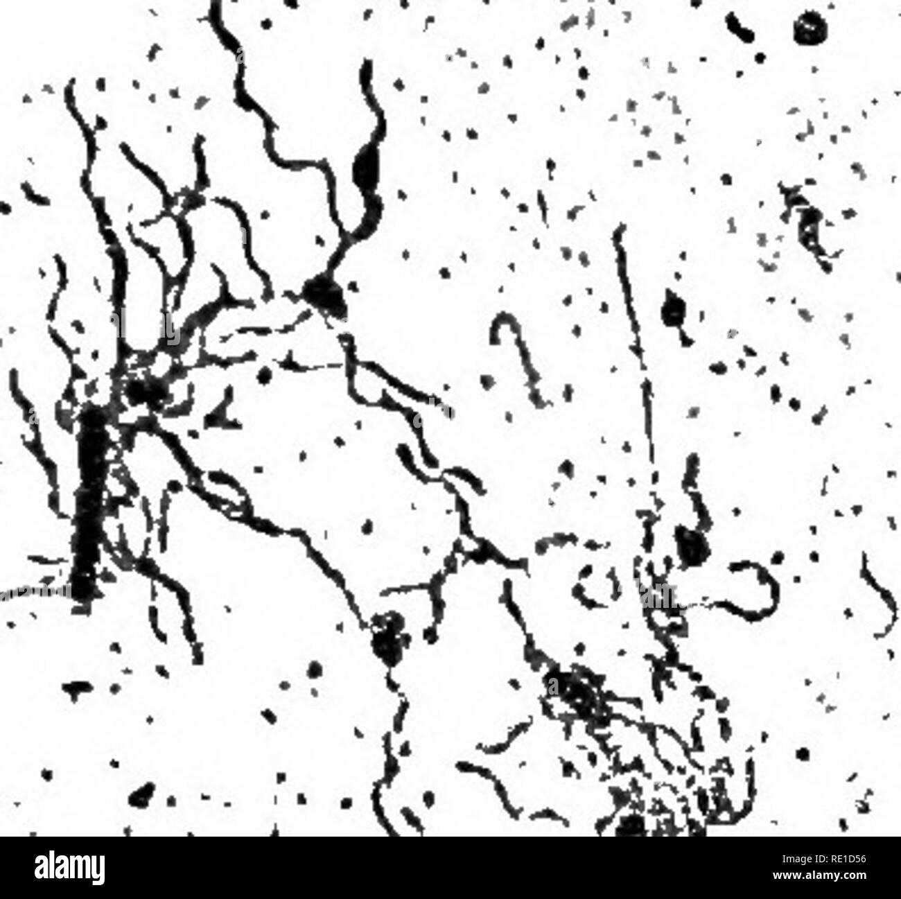 . A manual of bacteriology. Bacteriology. PATHOGENIC BACTERIA. 371 ...
