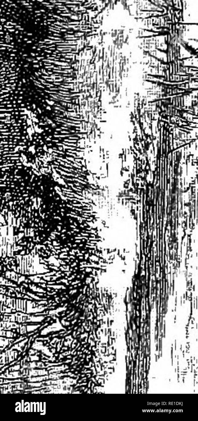 . Sylvan winter;. Winter; Trees; Outdoor books. â ^ .. r tÂ ...