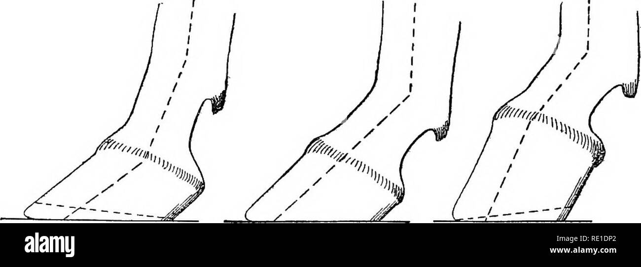 Coronet cuts hi-res stock photography and images - Alamy