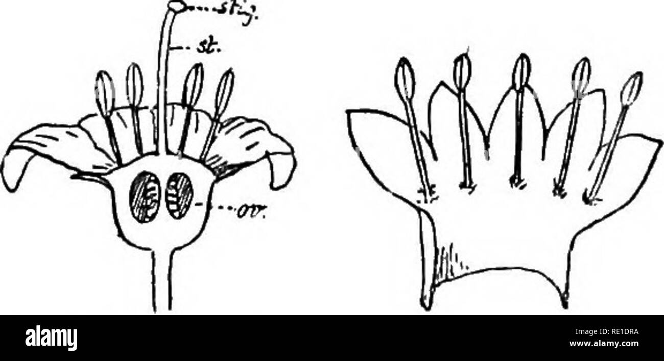 Epicalyx hi-res stock photography and images - Alamy