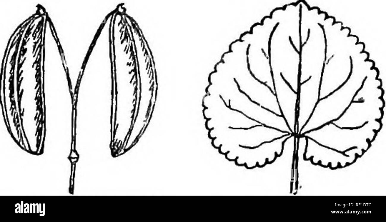 . A practical guide to garden plants, containing descriptions of the ...
