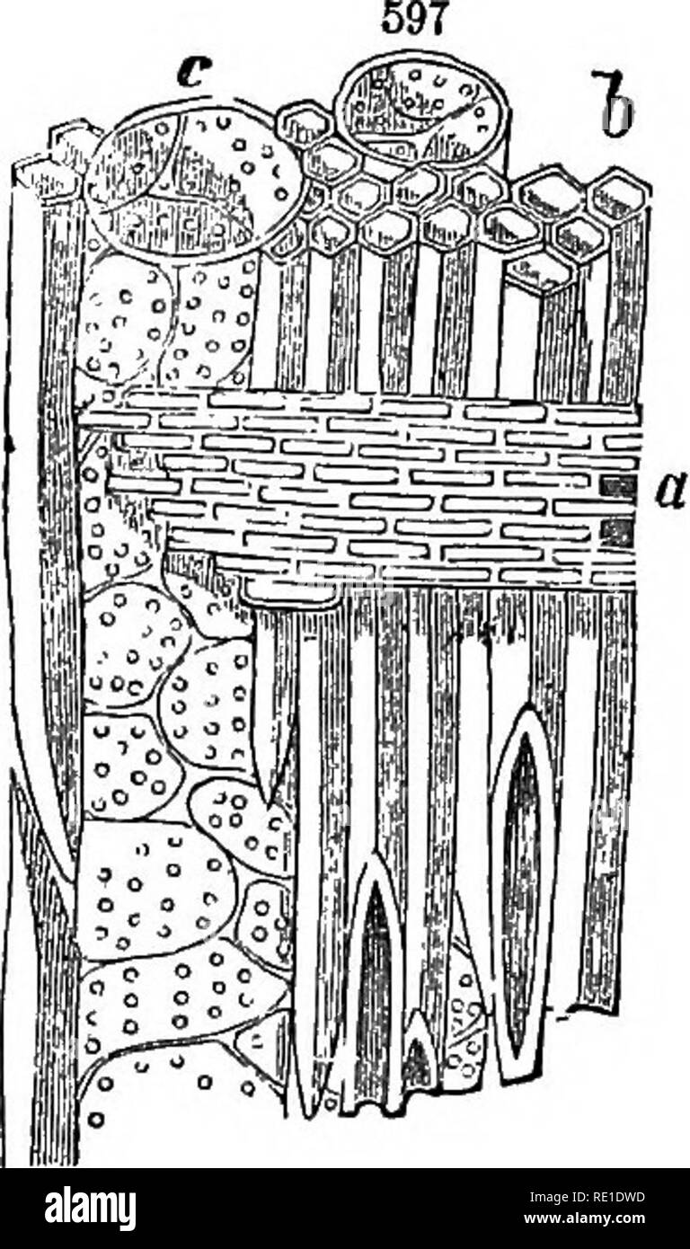 Suber Black and White Stock Photos & Images - Alamy