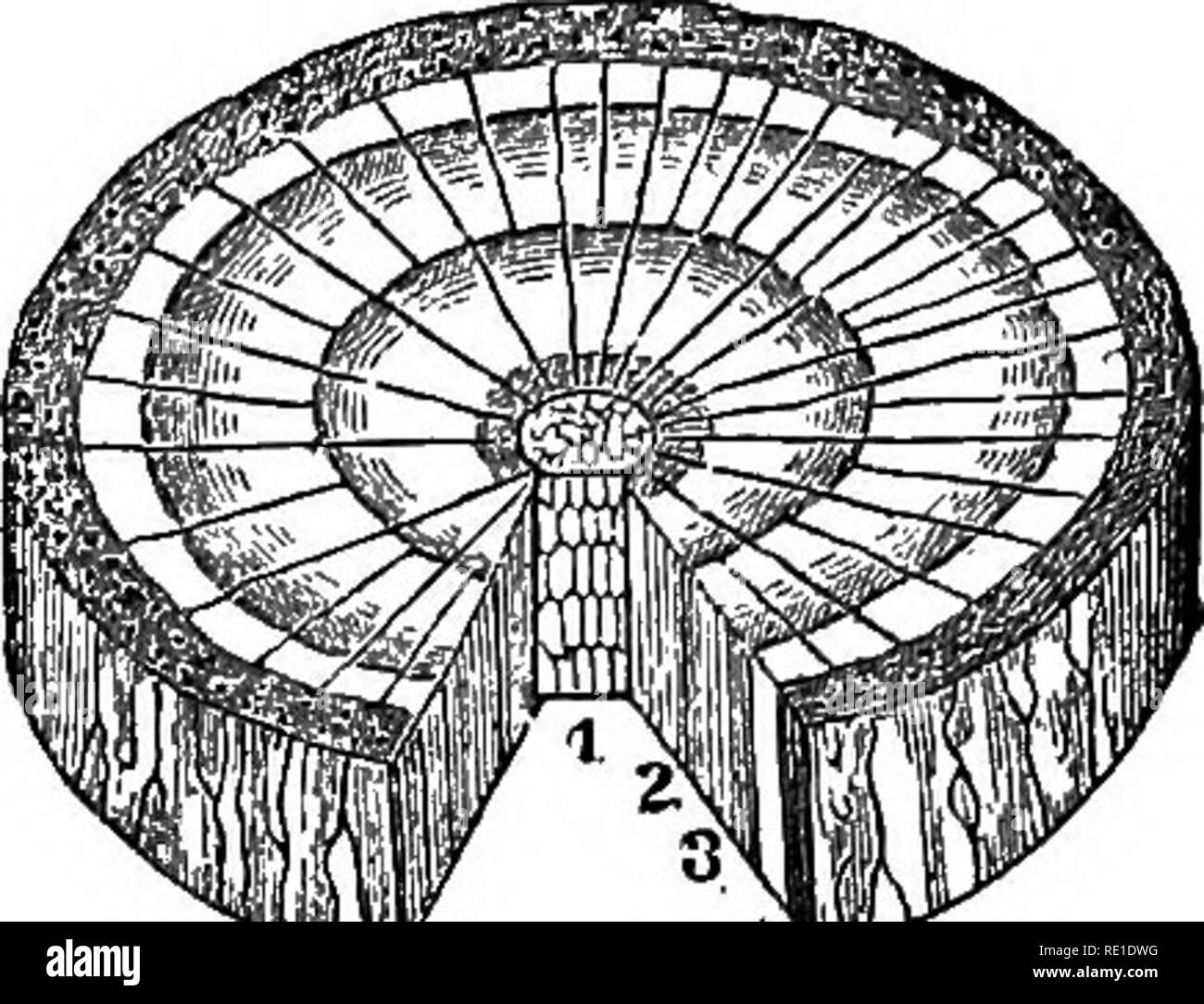 Dead elm tree Black and White Stock Photos & Images - Alamy