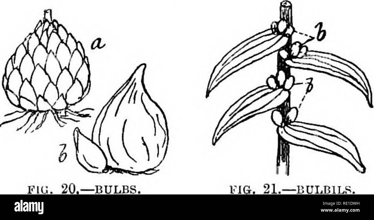 . A practical guide to garden plants, containing descriptions of the ...