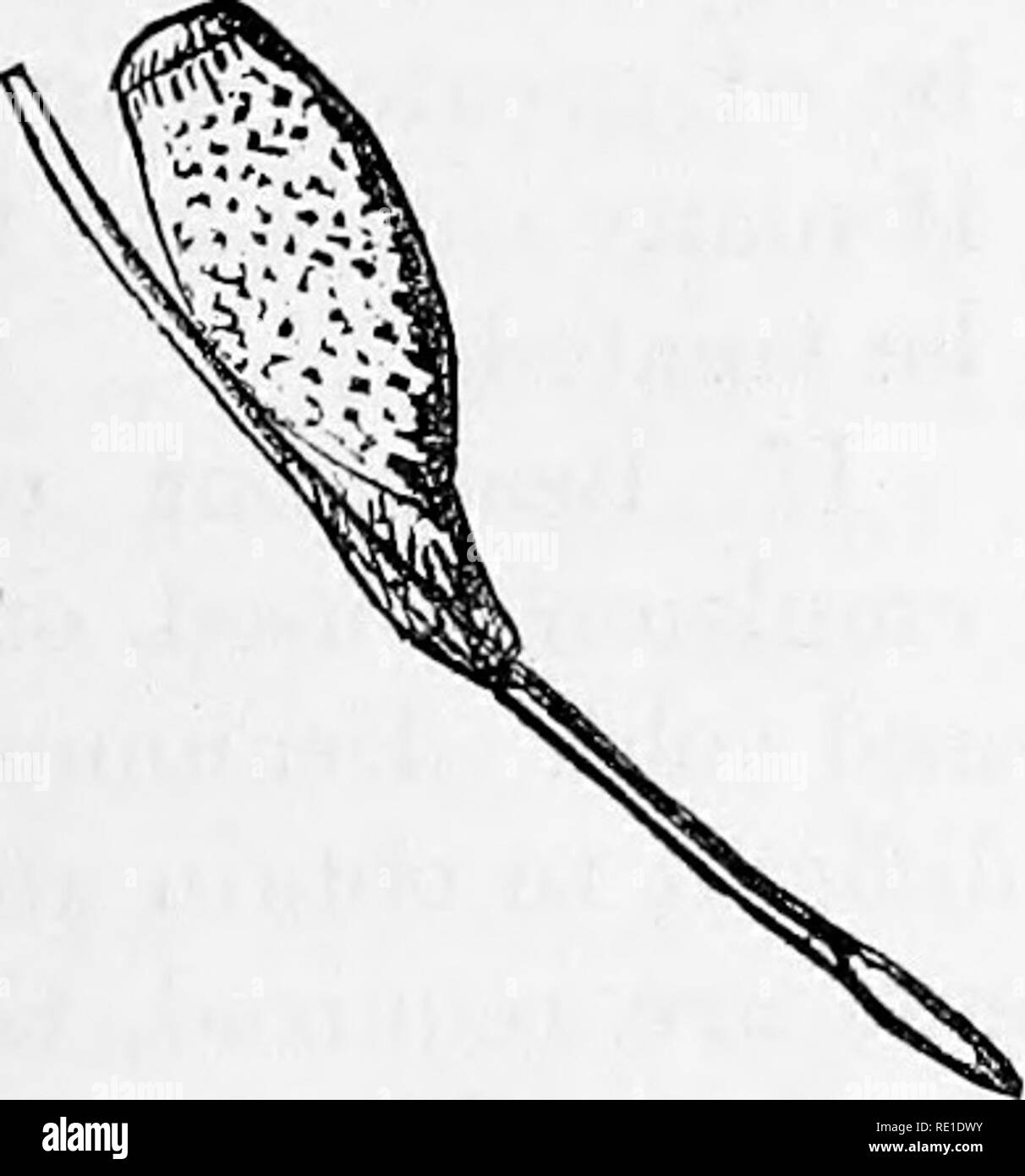 Mange mites Black and White Stock Photos & Images - Alamy