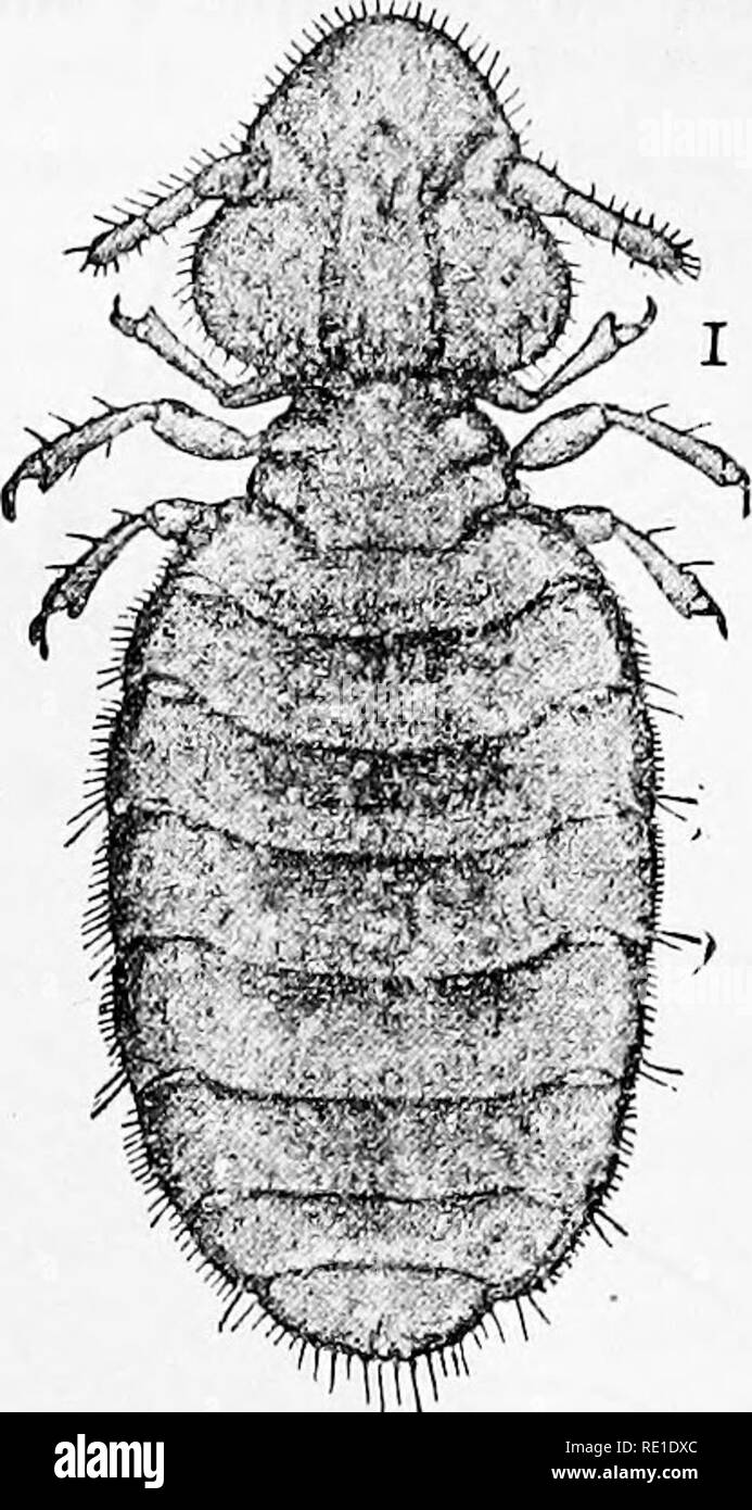 . Special report on diseases of cattle. Cattle. ANIMAL PAEASITES OF ...